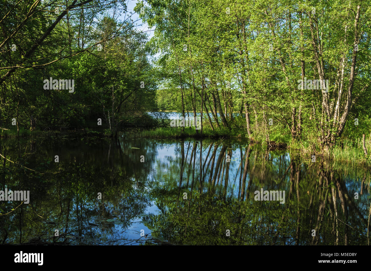 Spring. River landscape in forest Stock Photo - Alamy