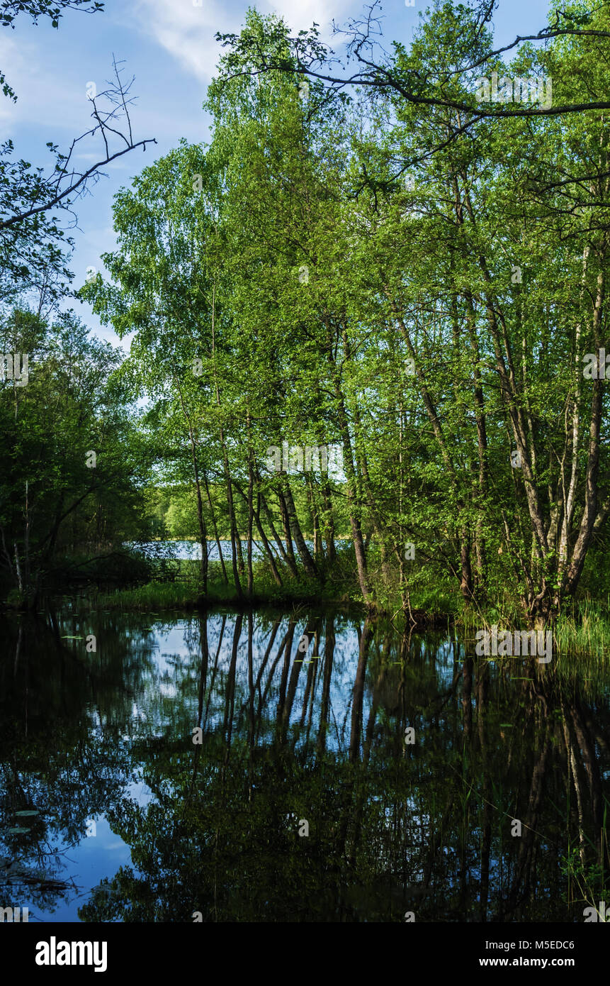 Spring. River landscape in forest Stock Photo - Alamy
