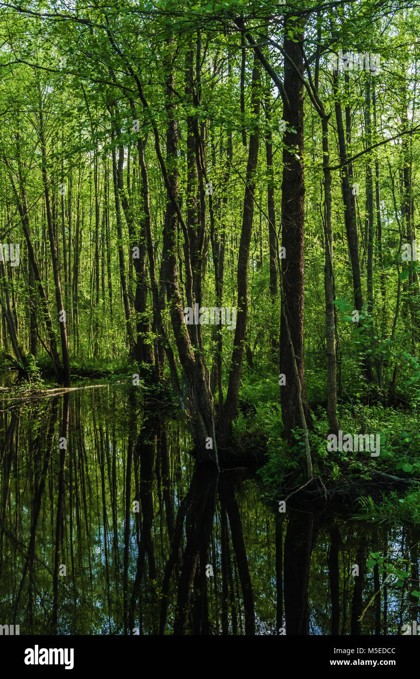 Spring. River landscape in forest Stock Photo - Alamy