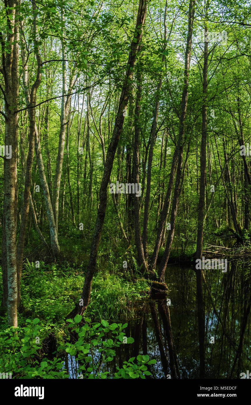 Spring. River landscape in forest Stock Photo - Alamy
