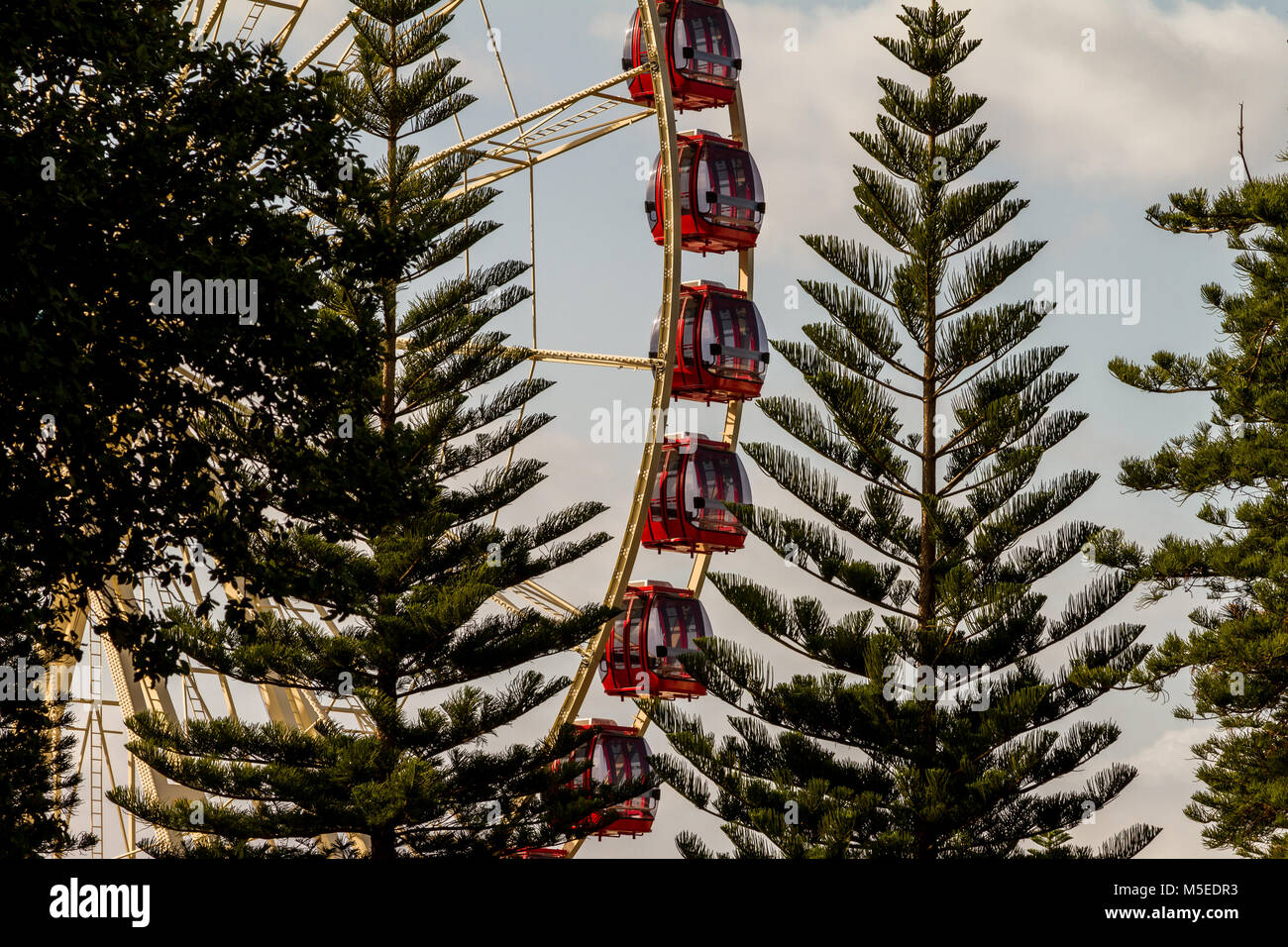 Ferris wheel behind pine trees in Fremantle Stock Photo - Alamy