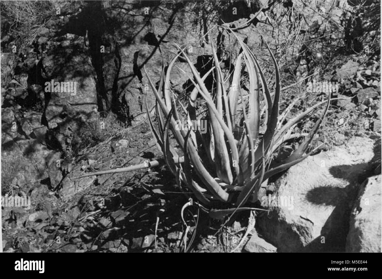 Grand Canyon Historic- Botany, Agave AGAVE IN PHANTOM RANCH AREA, GCNP ...