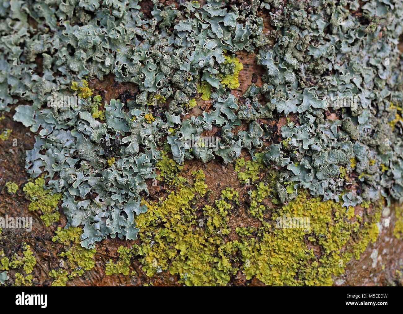 lichens growing on Common Ash (Fraxinus excelsior) Eccles-on-Sea ...
