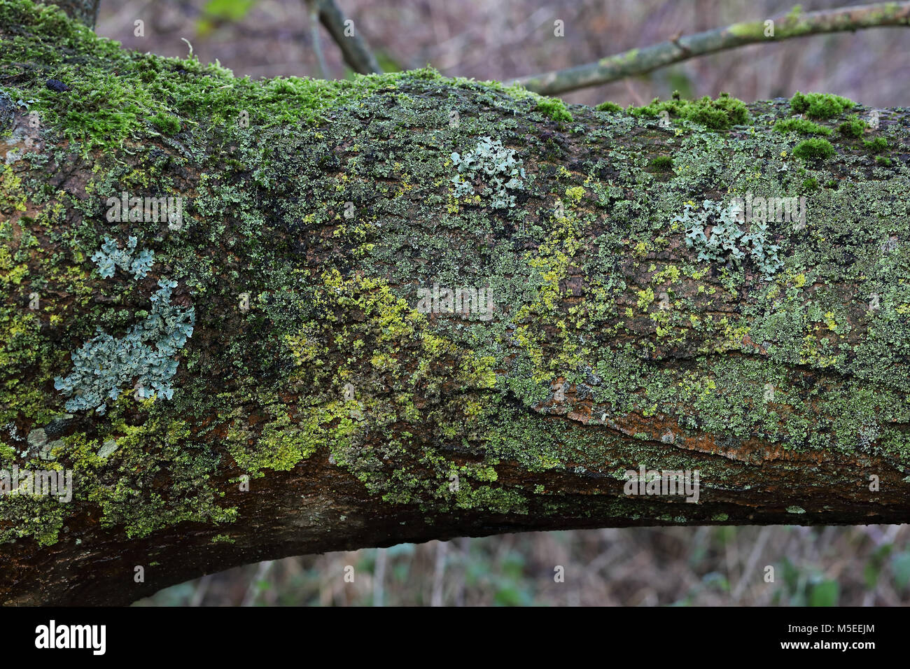 lichens growing on Common Ash (Fraxinus excelsior) Eccles-on-Sea ...