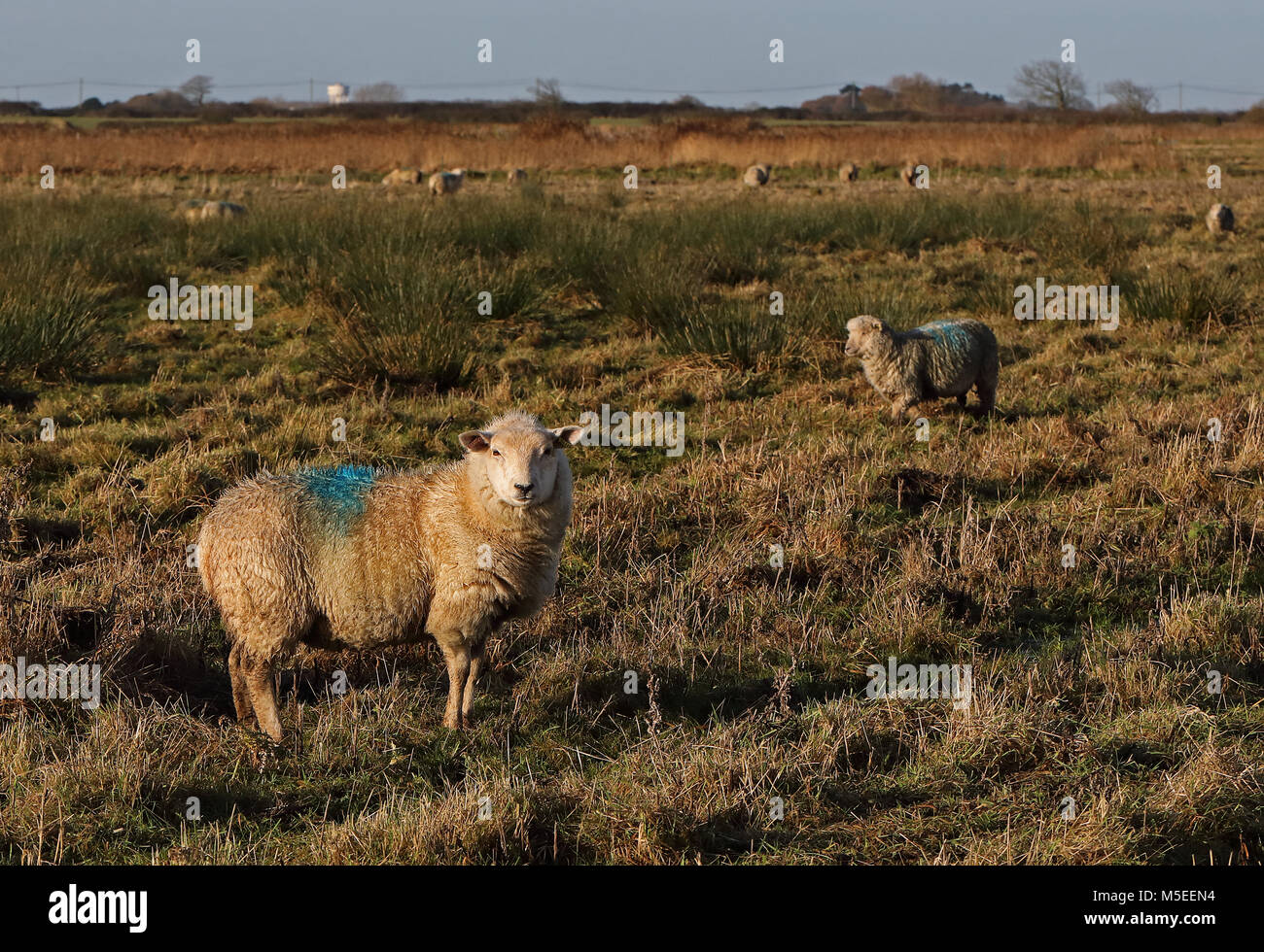 Southdown sheep on Higher Level Stewardship Land, Ewe and lamb with ...