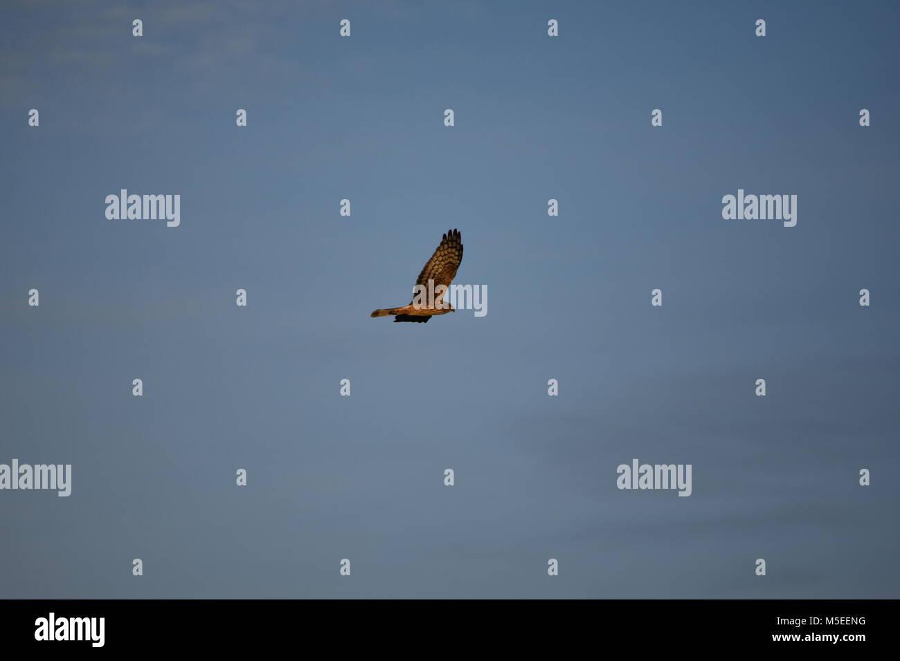 hawk flying over head Stock Photo - Alamy