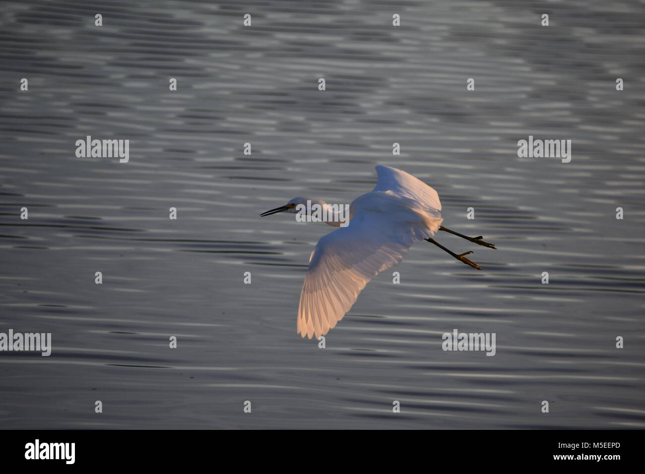 egret in flight Stock Photo - Alamy