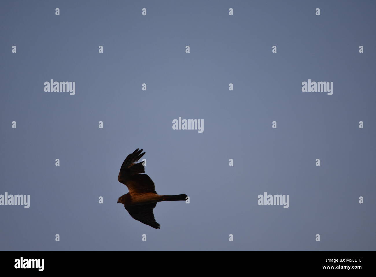 Birds fly over head hi-res stock photography and images - Alamy