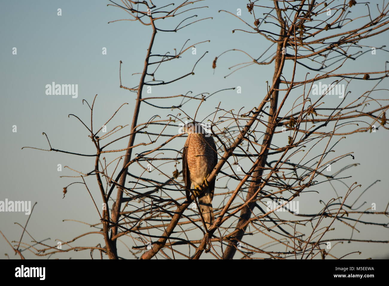 hawk sitting in tree Stock Photo - Alamy