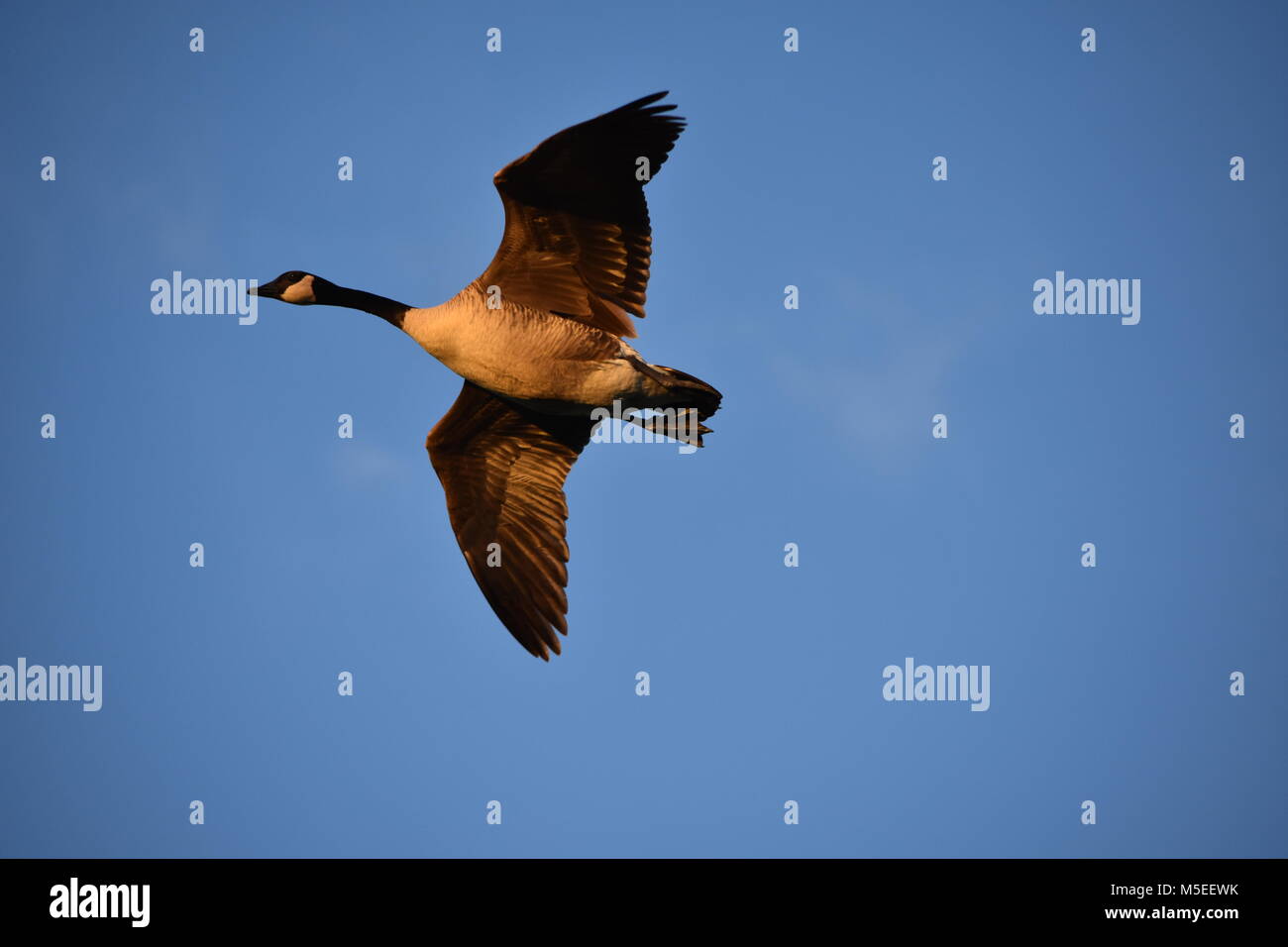 goose in flight Stock Photo - Alamy