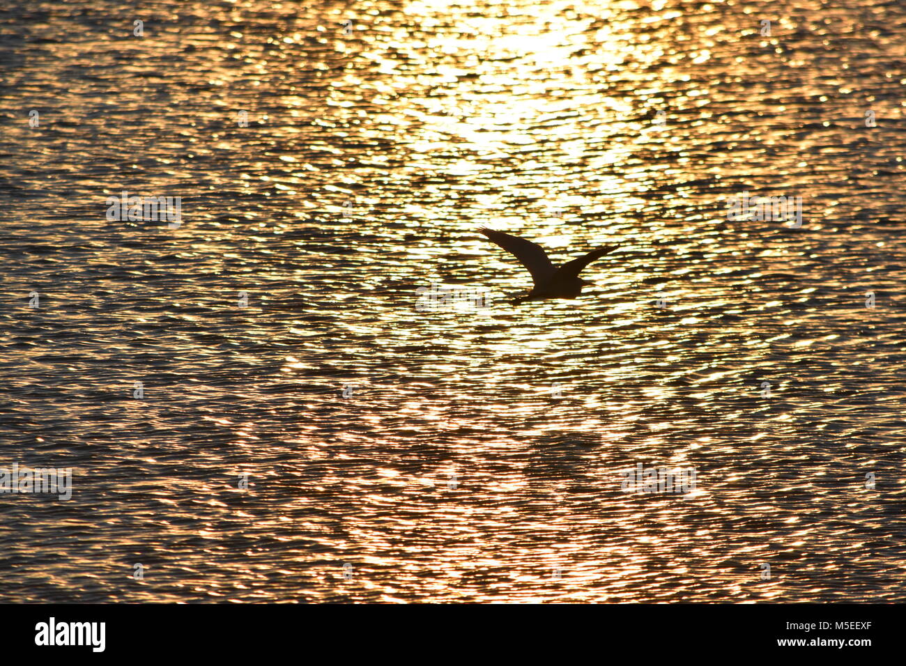 bird flying over water Stock Photo - Alamy