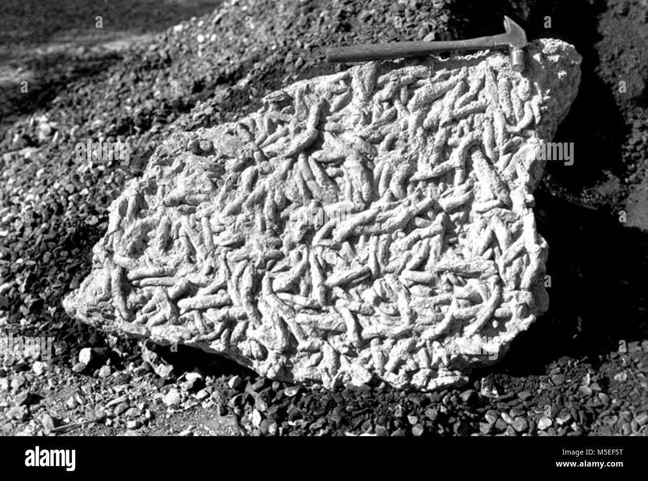 Worm trails Black and White Stock Photos & Images - Alamy