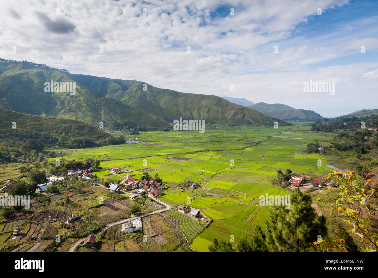 Mula tropical hi-res stock photography and images - Alamy