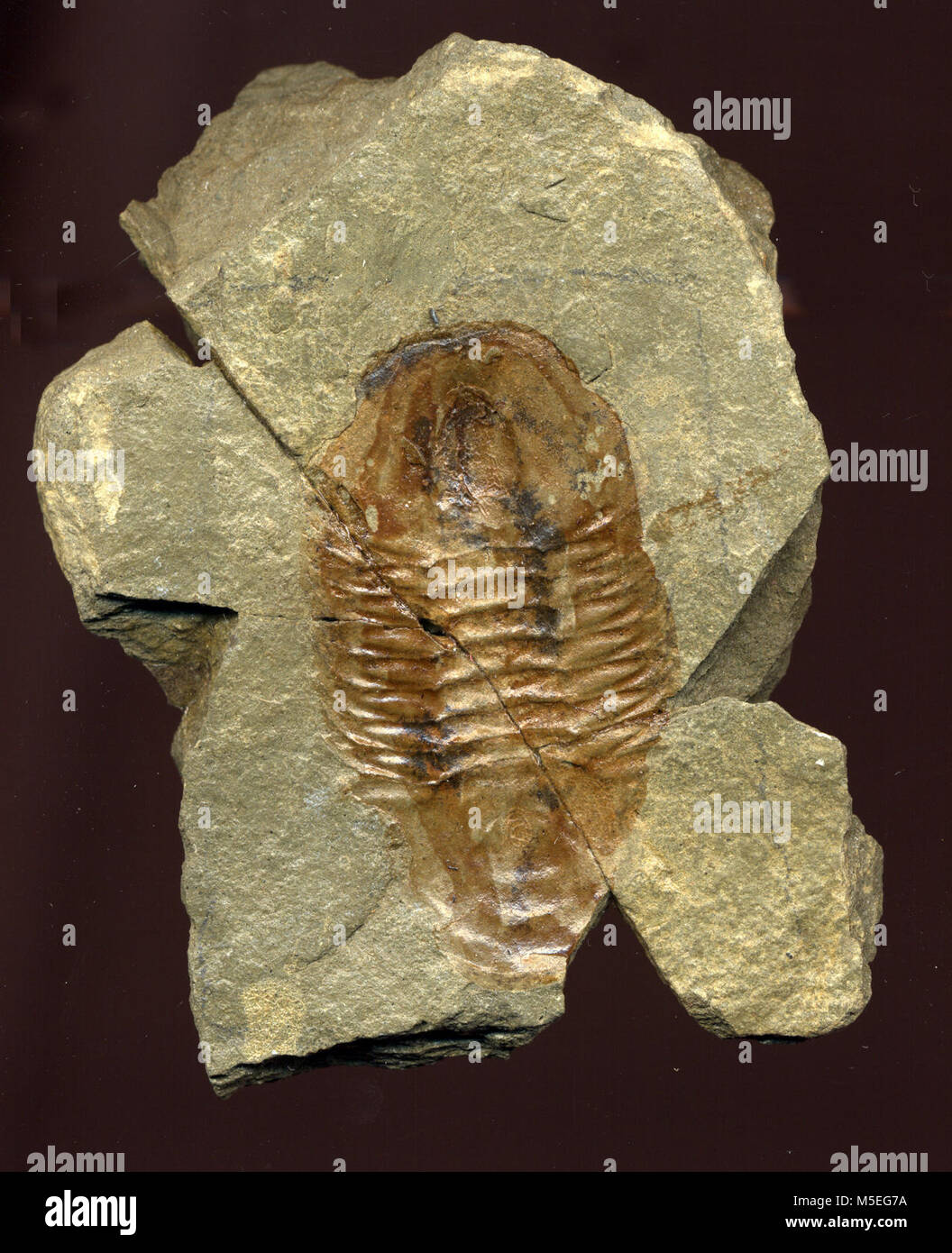 Grand CanyonFossil Trilobite in Bright Angel Shale FOSSIL - TRILOBITE ...