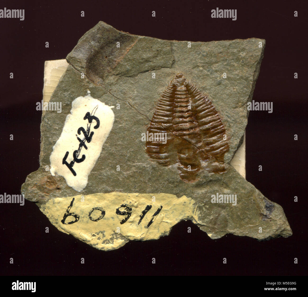 Grand CanyonFossil Trilobite in Bright Angel Shale FOSSIL - TRILOBITE ...