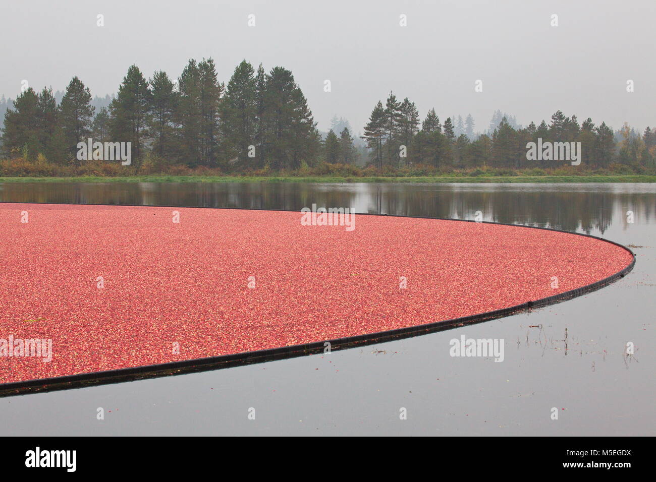 Ocean spray cranberry hi-res stock photography and images - Alamy