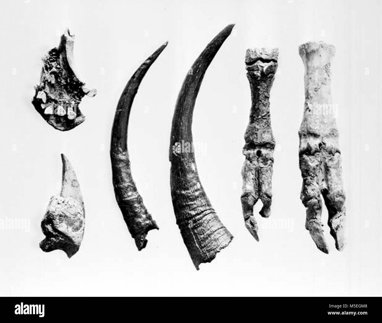 Grand Canyon Rampart Cave BONES OF VARIOUS ANIMALS COLLECTED FROM ...