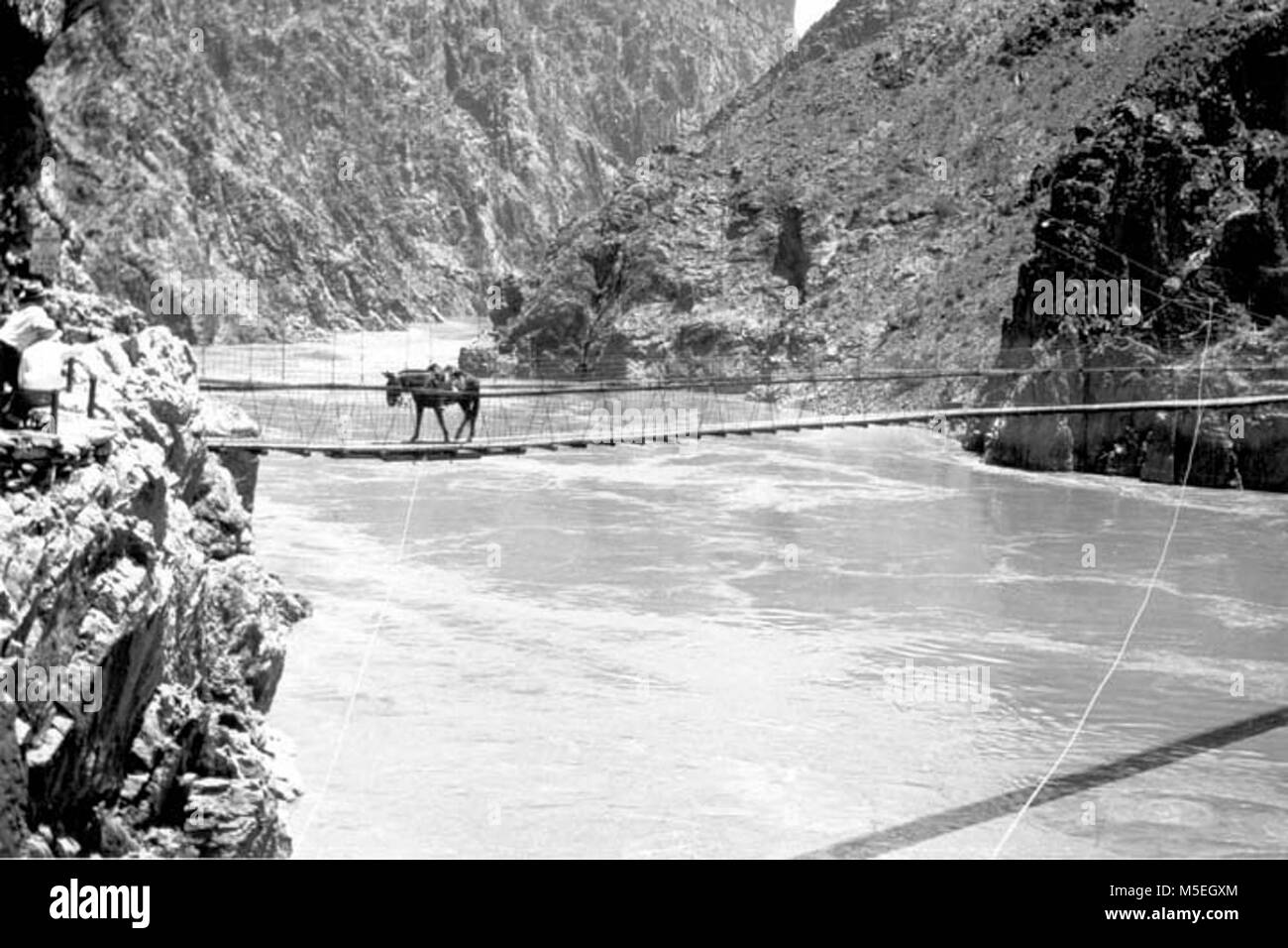 Grand Canyon Historic- Mule on Suspension Bridge c MULE CROSSING FIRST ...