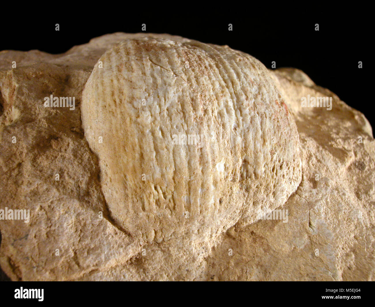 Productus brachiopod fossil hi-res stock photography and images - Alamy