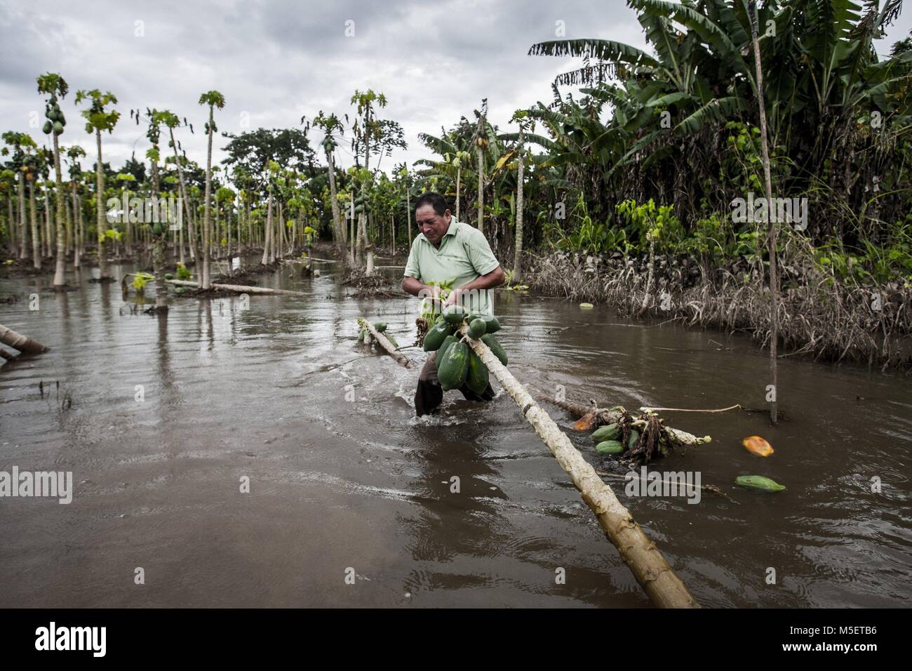 MADRE DE DIOS, 5 DE FEBRERO DEL 2014 AGRICULTORES DE MADRE DE DIOS ... MADRE DE DIOS, 5 DE FEBRERO DEL 2014 AGRICULTORES DE MADRE DE DIOS ...