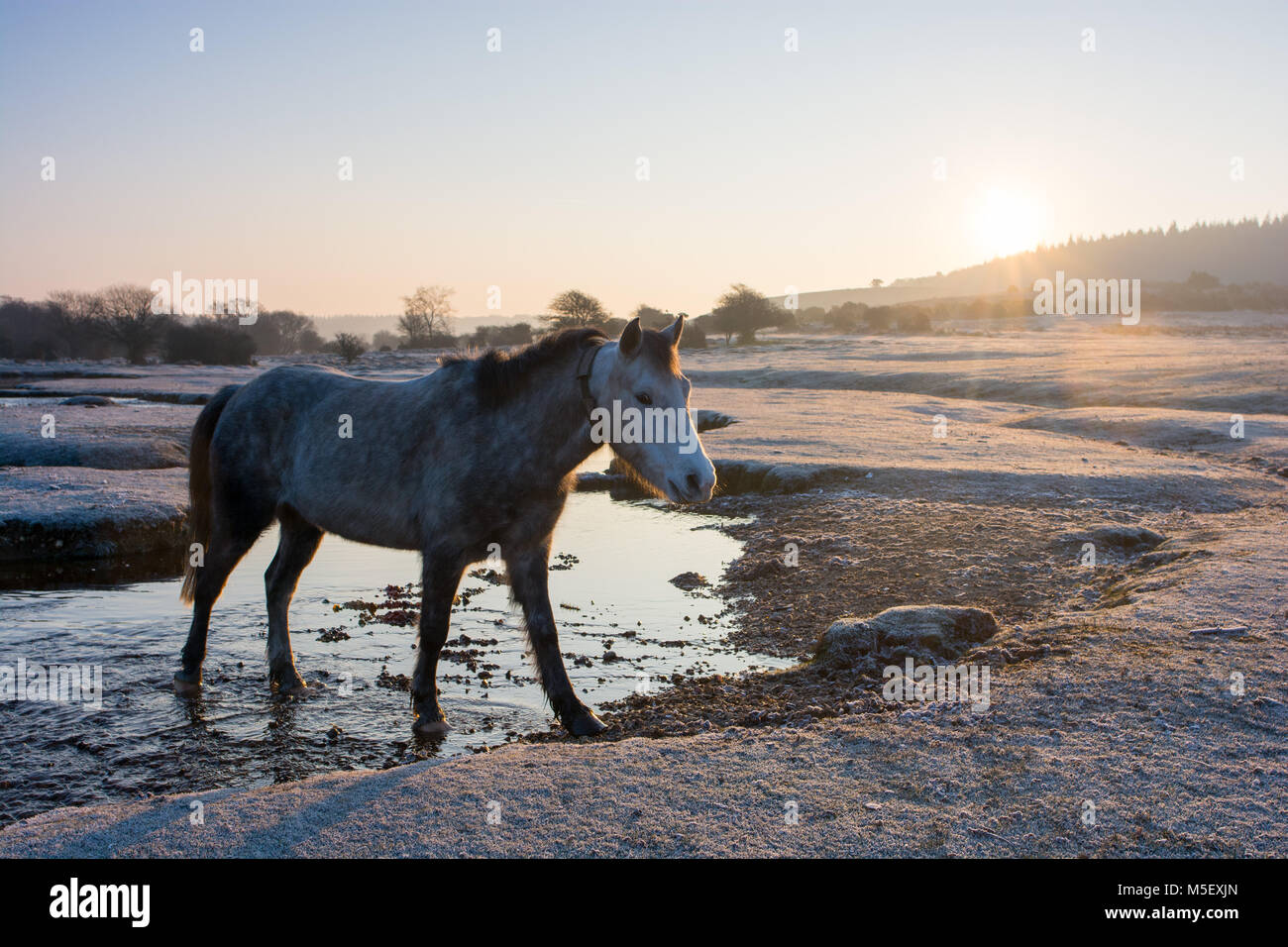 Ogdens, Frogham, Fordingbridge, New Forest, Hampshire, 23rd February ...