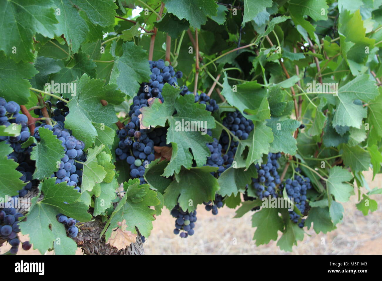 South africa grape harvest 2018 hi-res stock photography and images - Alamy