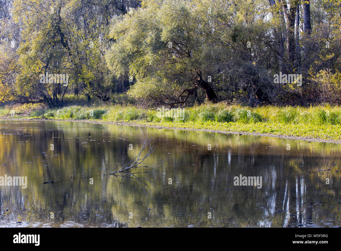 Nature of landscape : river and forests in autumn - reflection of tree ...