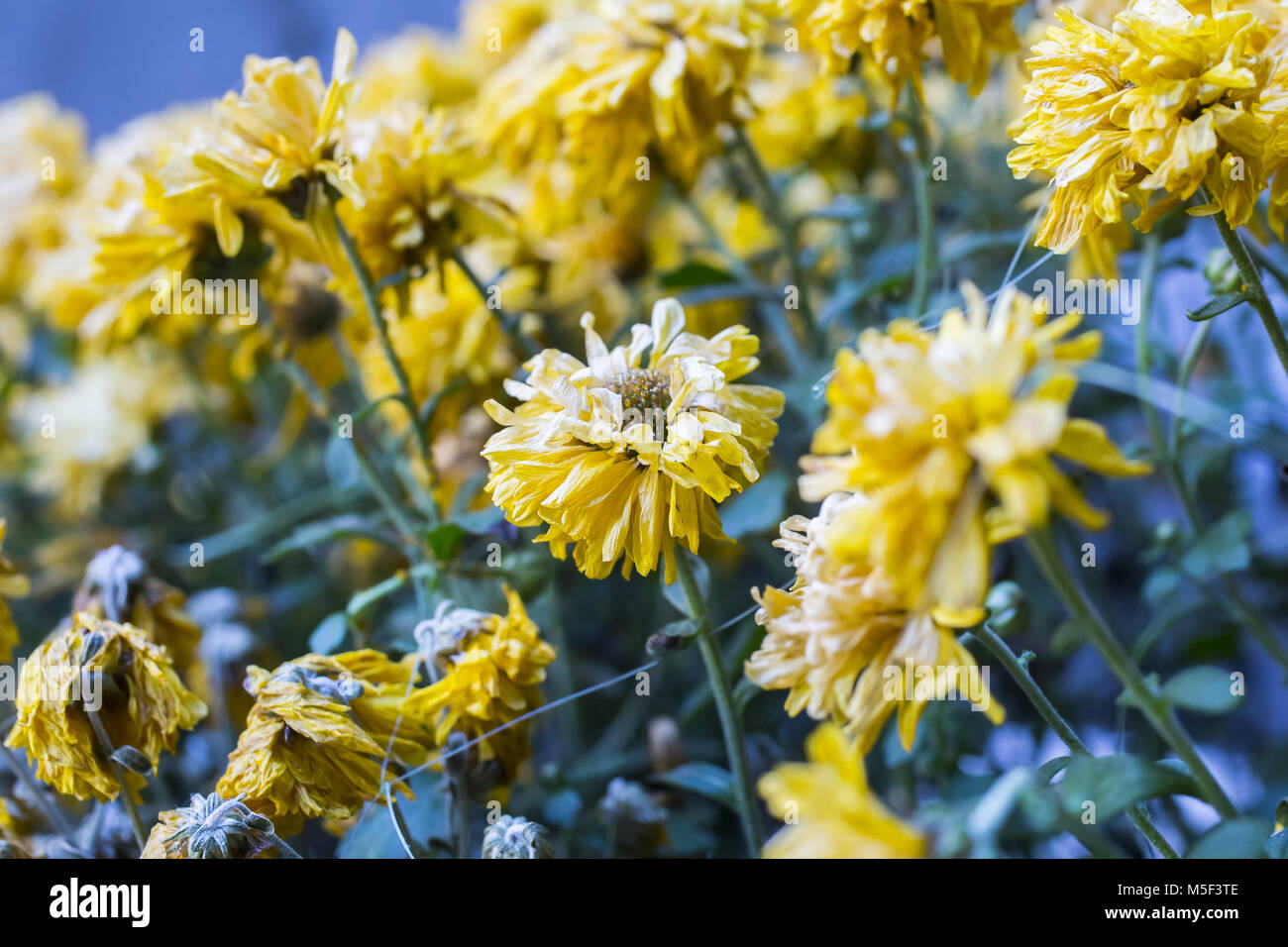 Blooming yellow Mums or Chrysanthemums with rain drops, autumn flower ...