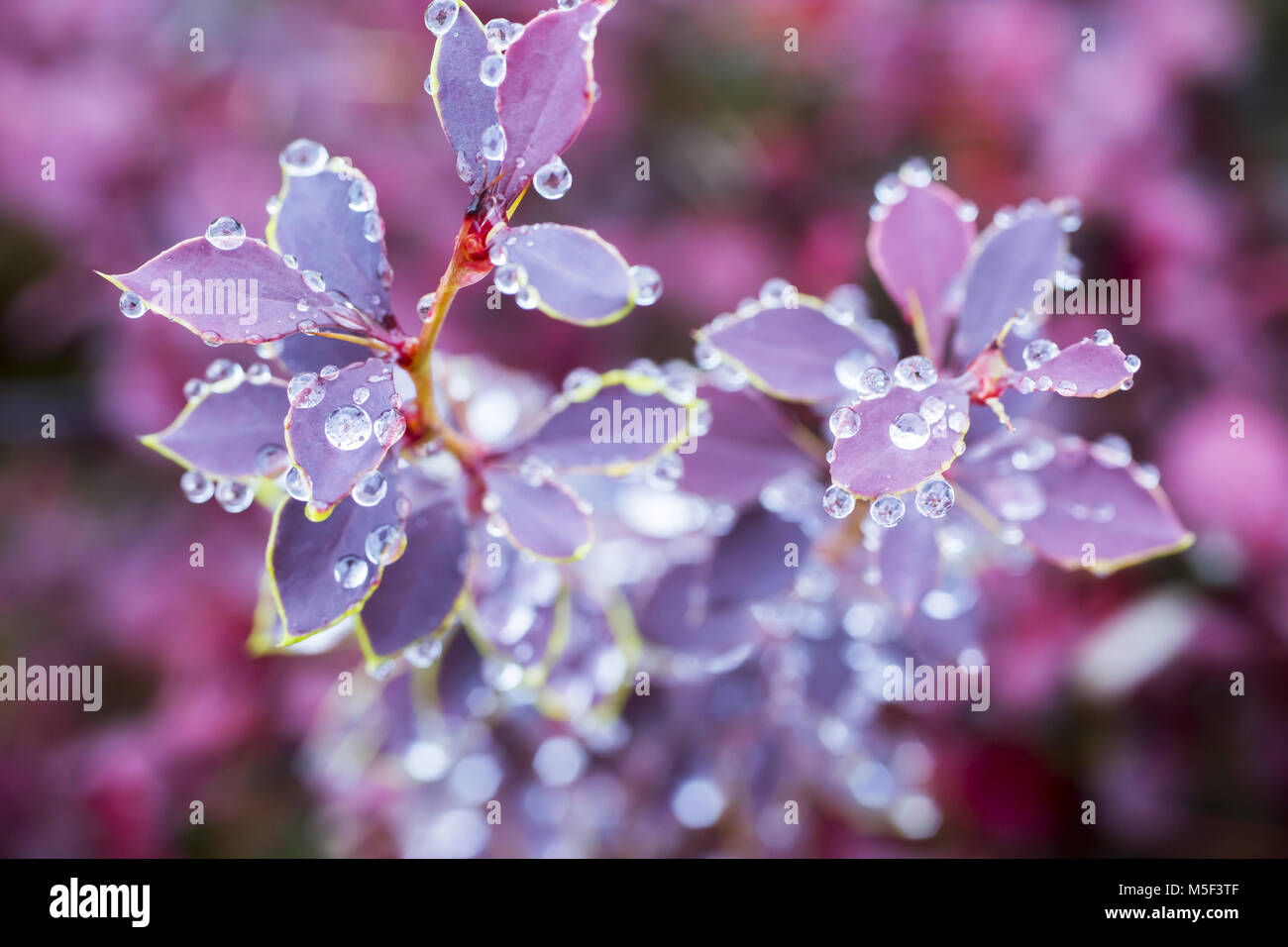 Small autumn leaf with rain drop. Selective focus Stock Photo - Alamy