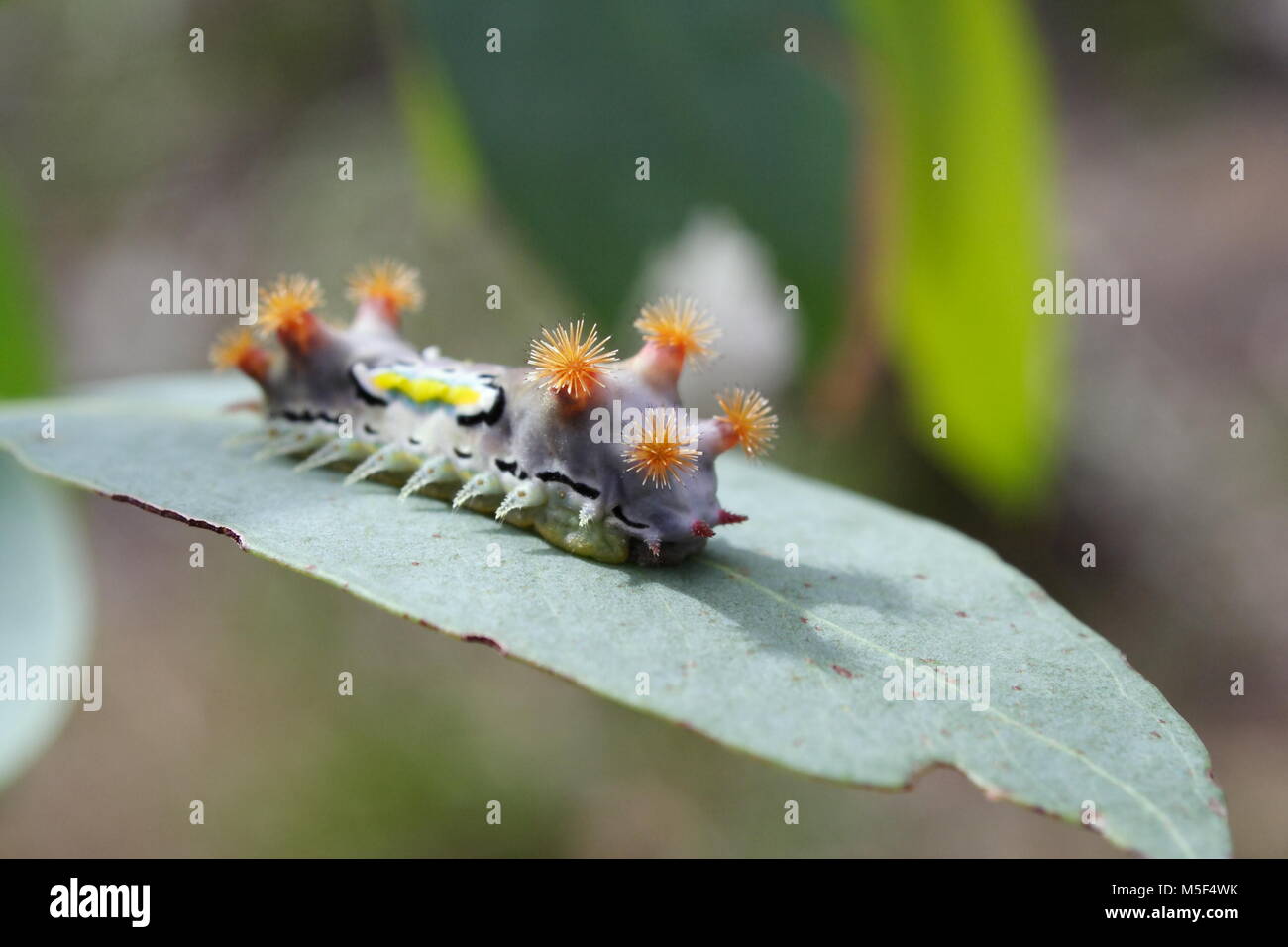 Mottled Cup Moth Caterpillar, Doratifera vulnerans, in sunlight on a ...