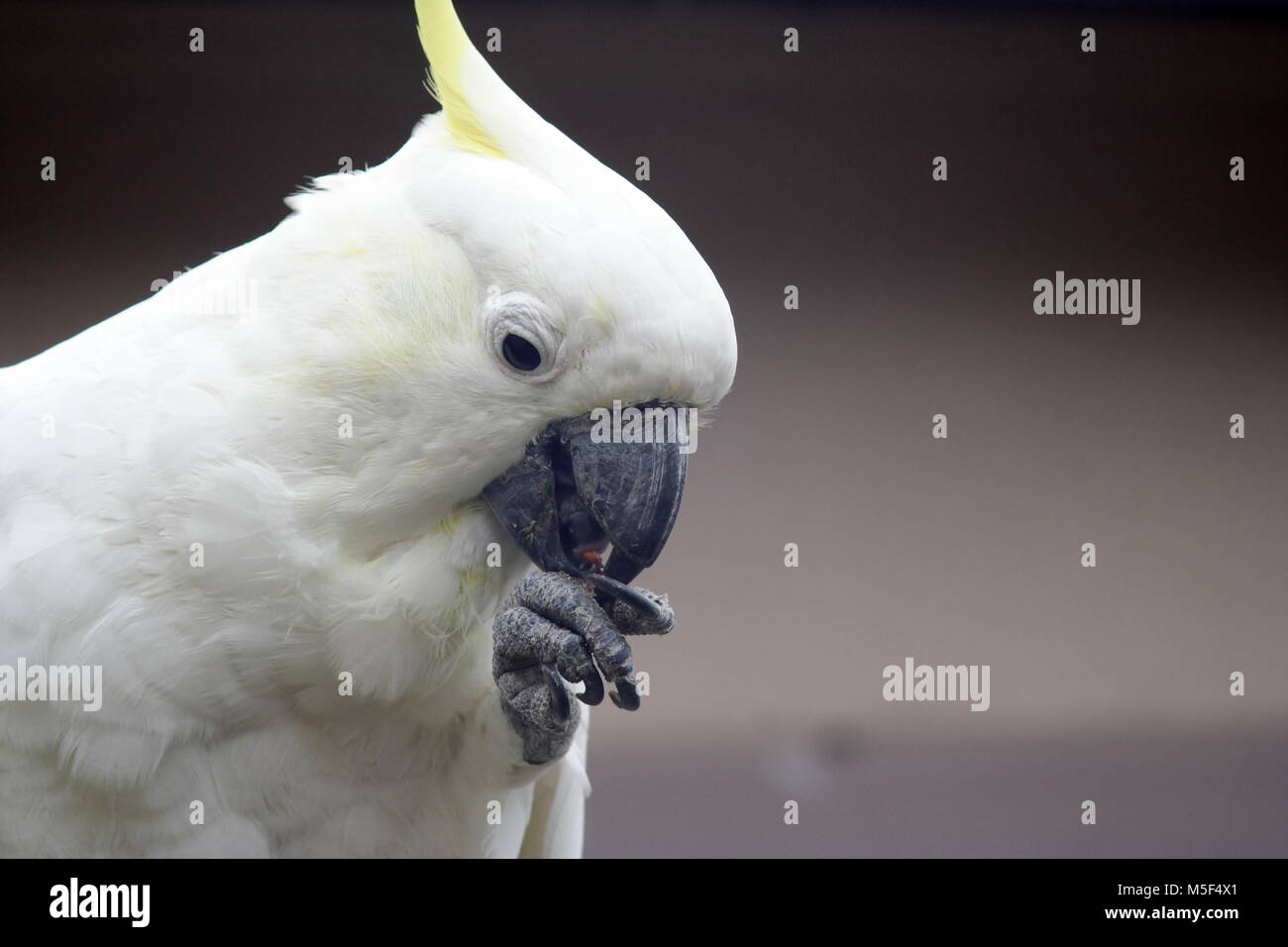 Sulpha Crested Cockatoo eating seed from it's left claw Stock Photo - Alamy