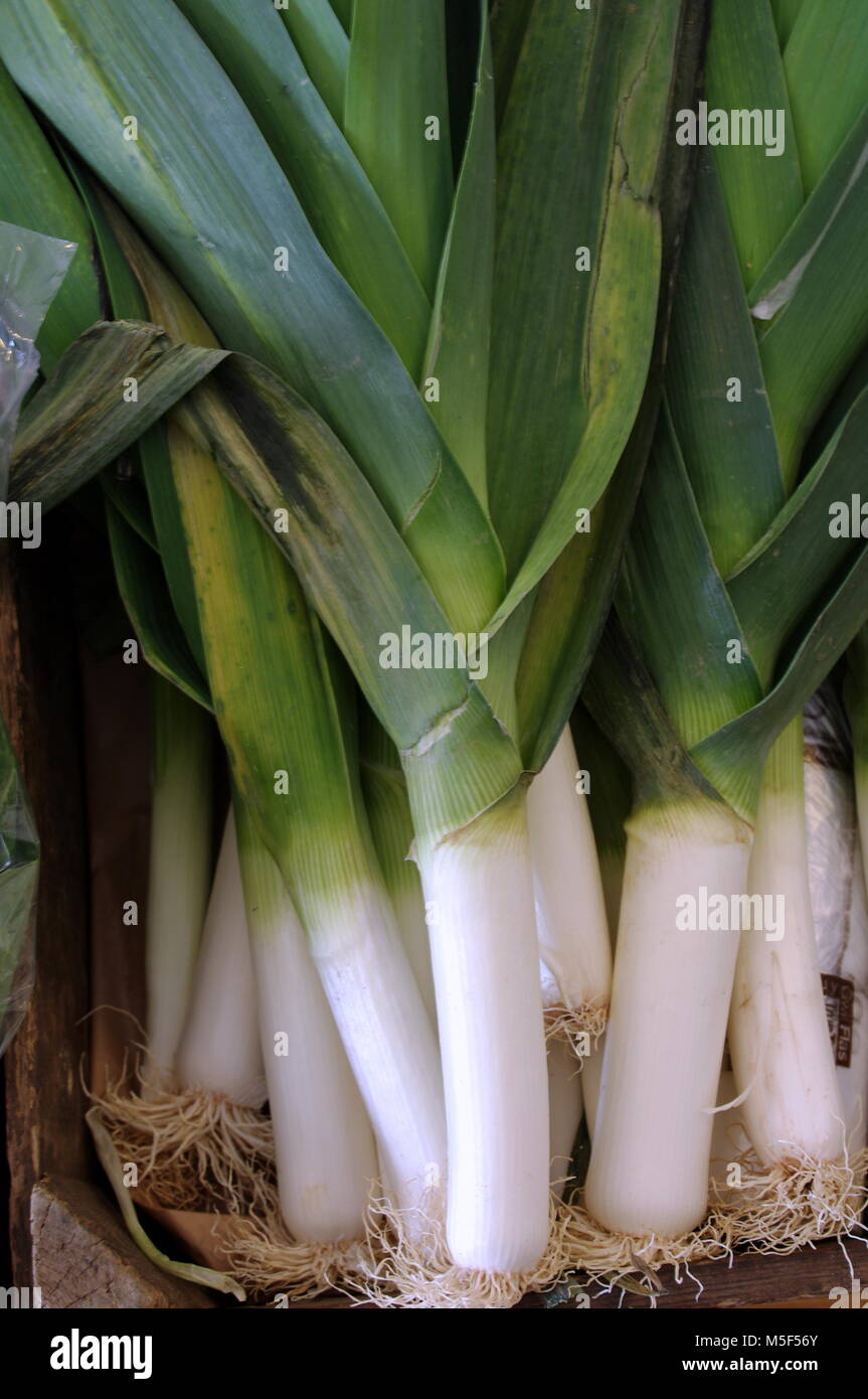 Leeks (Allium ampeloprasum) for sale Stock Photo - Alamy