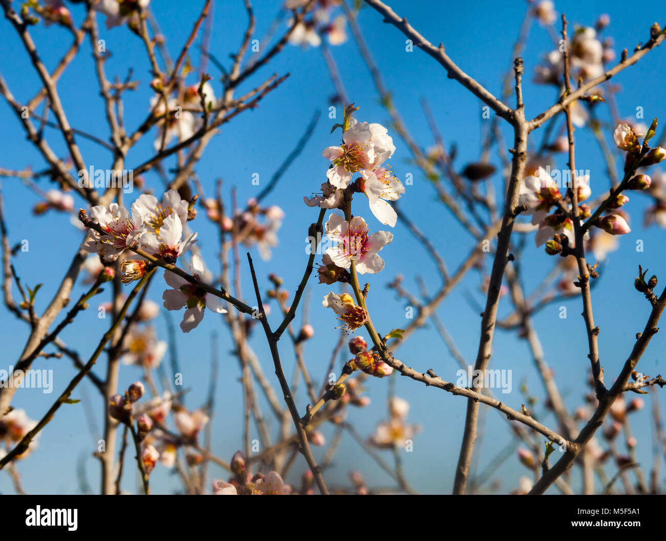 Spring blooming almond tree hi-res stock photography and images - Alamy