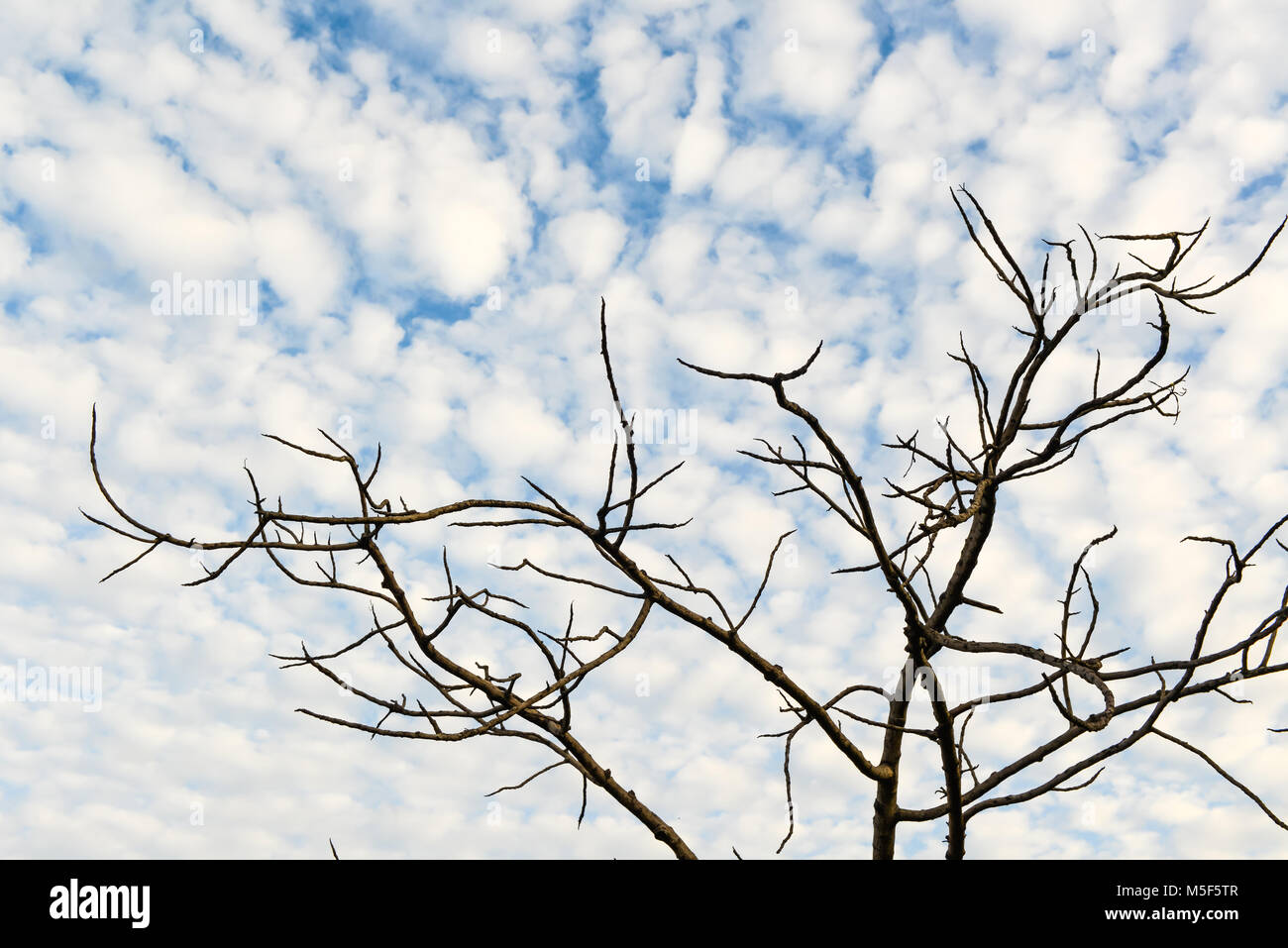 Dry trees and blue sky with white fluffy clouds Stock Photo - Alamy