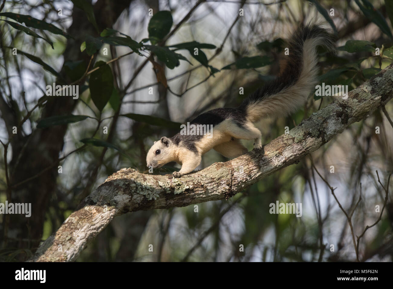 Pied Morph High Resolution Stock Photography and Images - Alamy