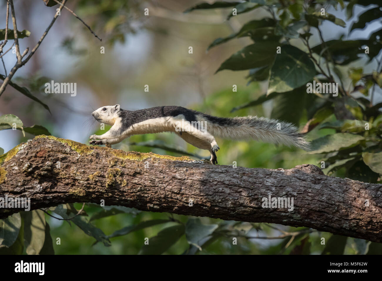 Finlaysons Squirrel High Resolution Stock Photography and Images - Alamy