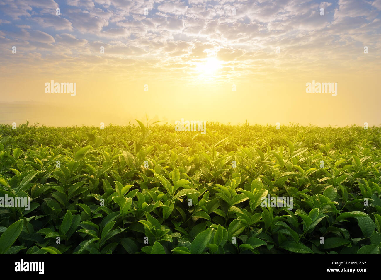 Tea plantation. Tea field with sunlight in morning Stock Photo - Alamy