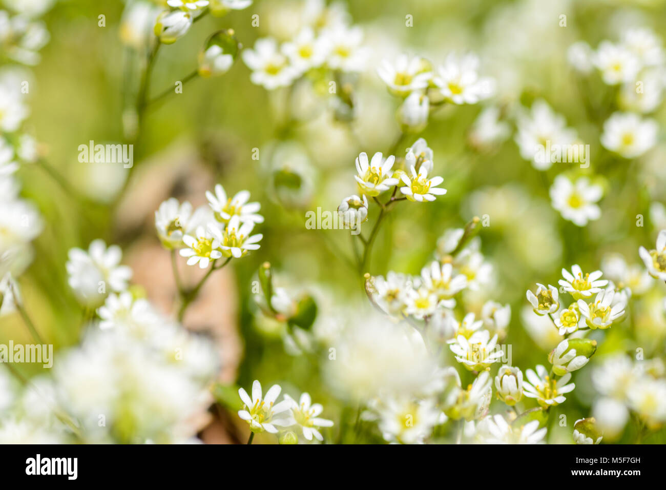 springtime white blossoms background Stock Photo - Alamy