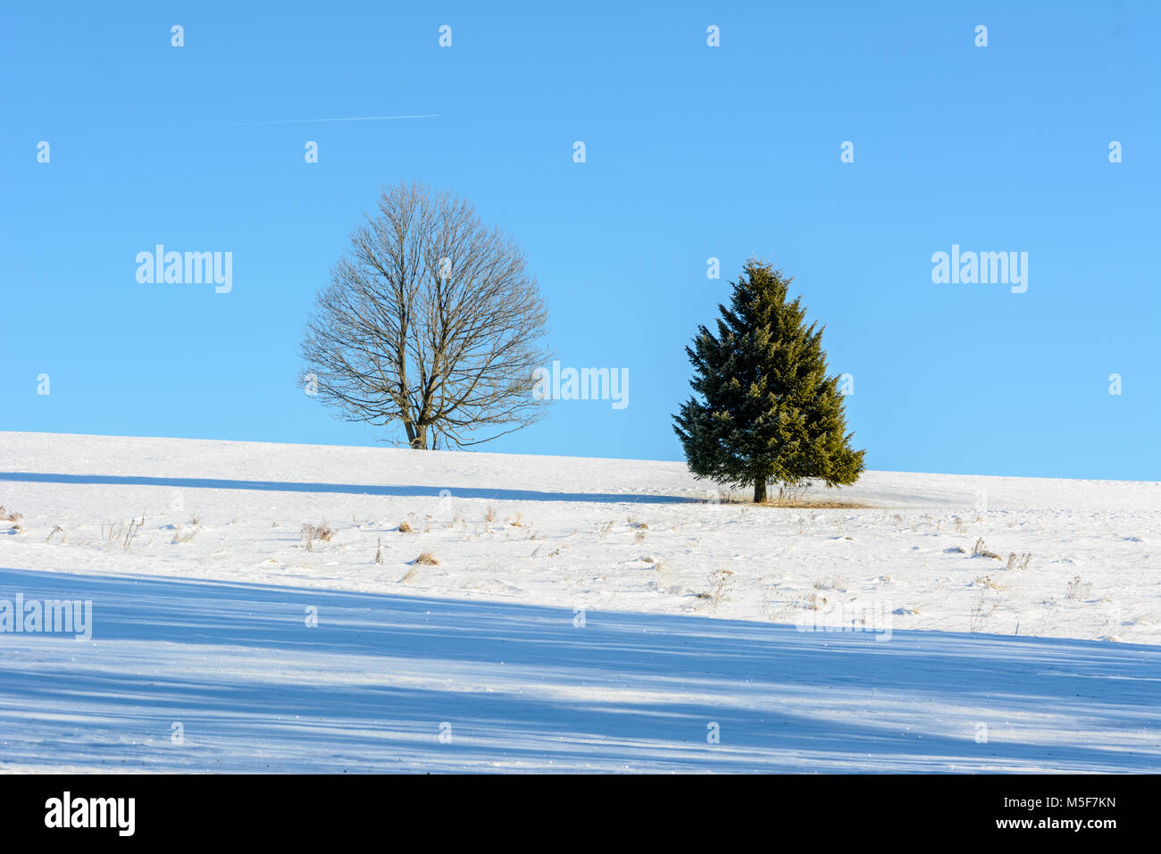 trees in snowfield Stock Photo - Alamy
