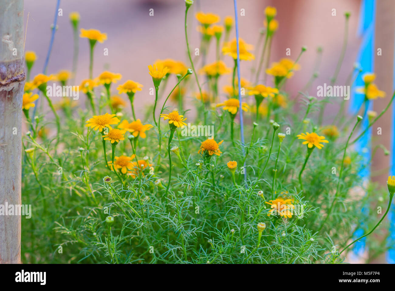Beautiful Background of Dahlberg daisy yellow blooming. Dahlberg daisy ...