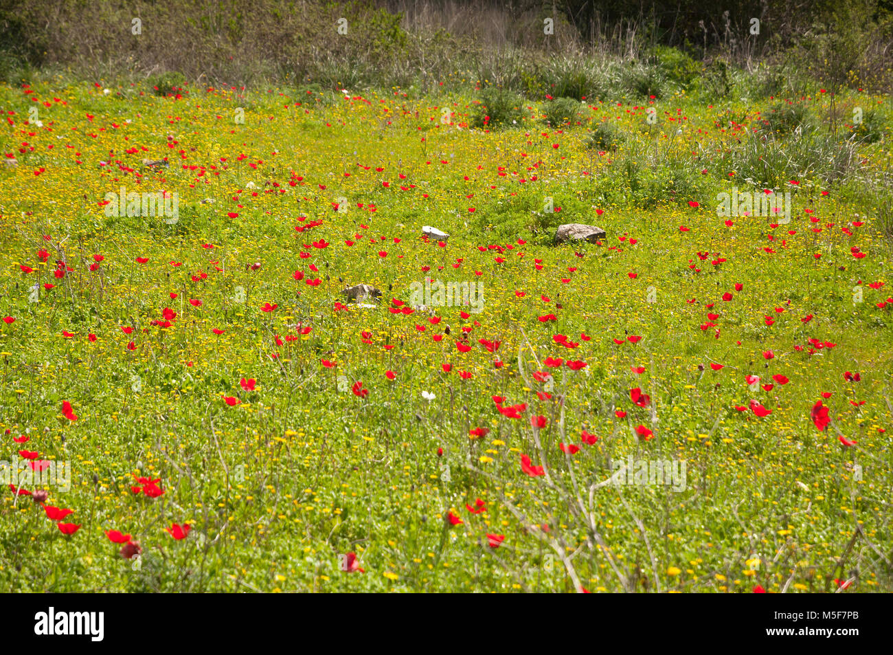 Nahal Shofet, Nahal Hashofet, Hashofet stream Stock Photo - Alamy