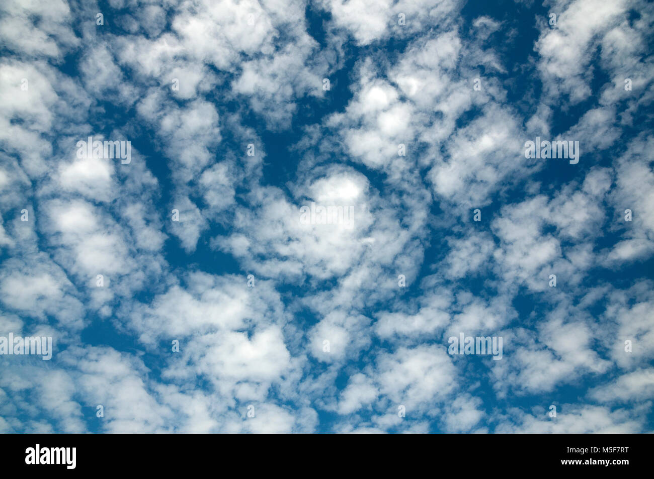 Clouds of sheep Stock Photo - Alamy