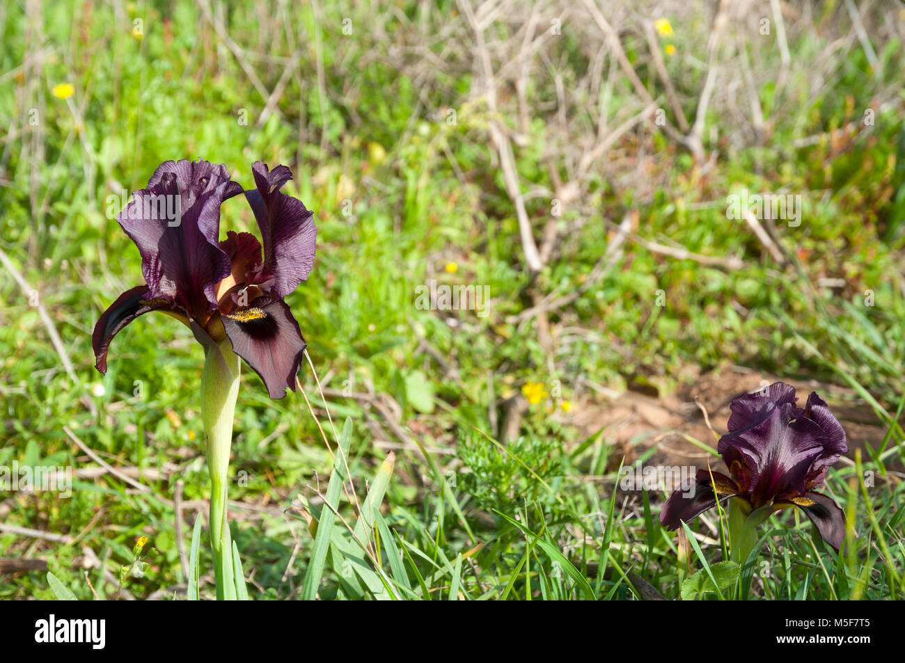 Nature in the city, Iris Park Stock Photo - Alamy