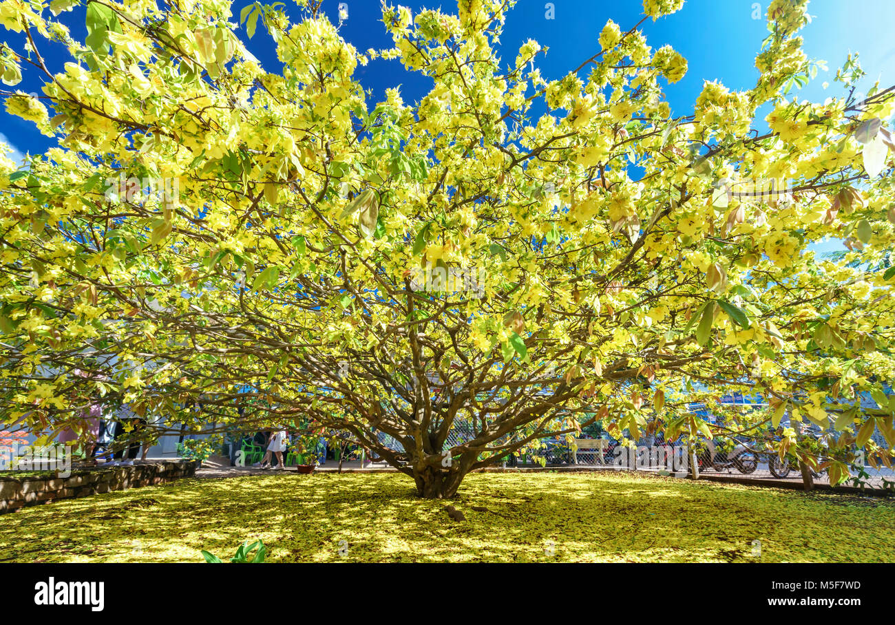 Ochna integerrima flower blooming in garden on outskirts. This is ...