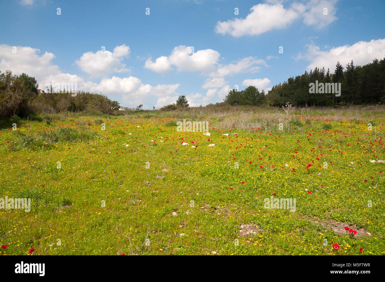Nahal Shofet, Nahal Hashofet, Hashofet stream Stock Photo - Alamy