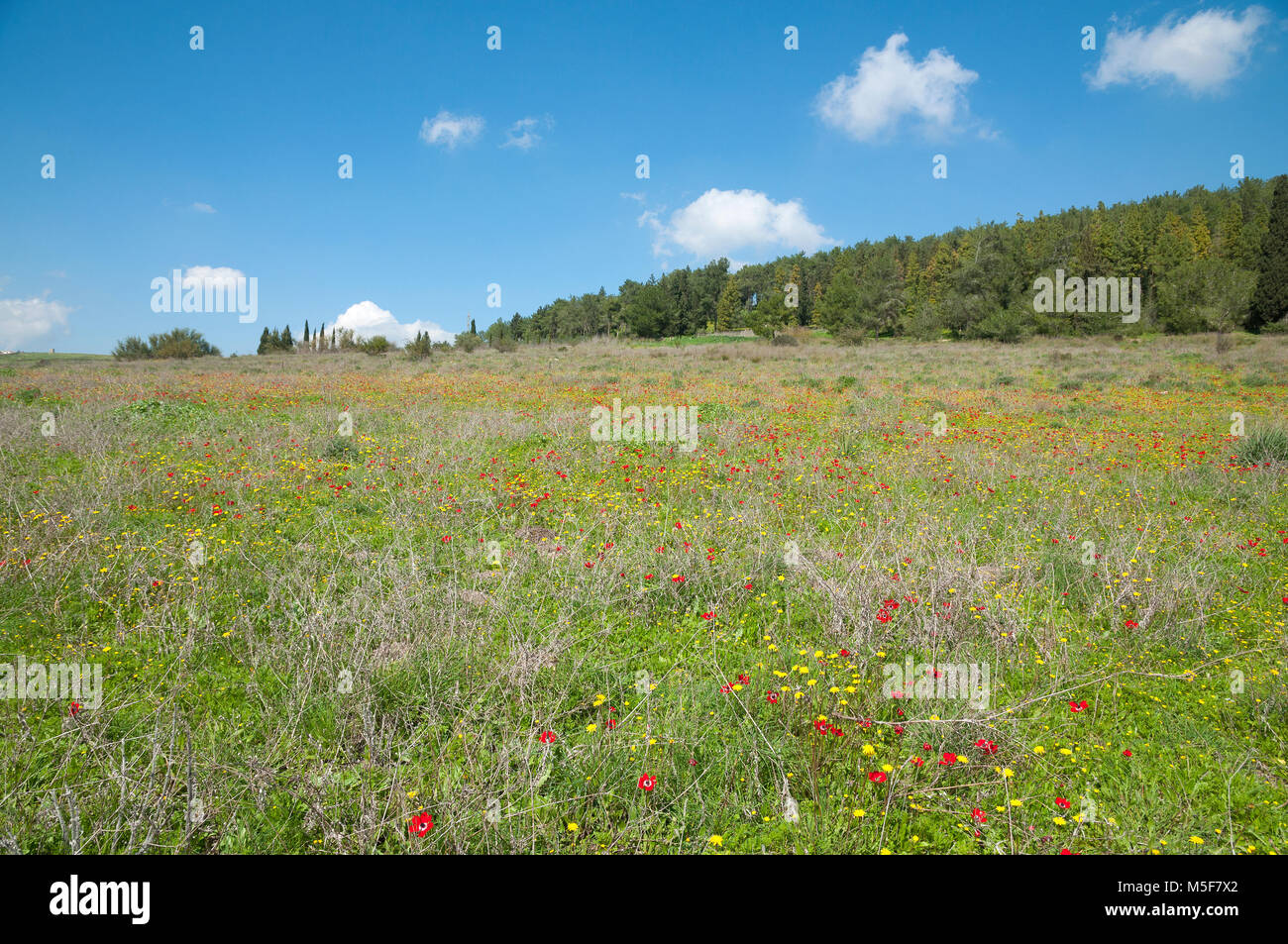 Nahal Shofet, Nahal Hashofet, Hashofet stream Stock Photo - Alamy
