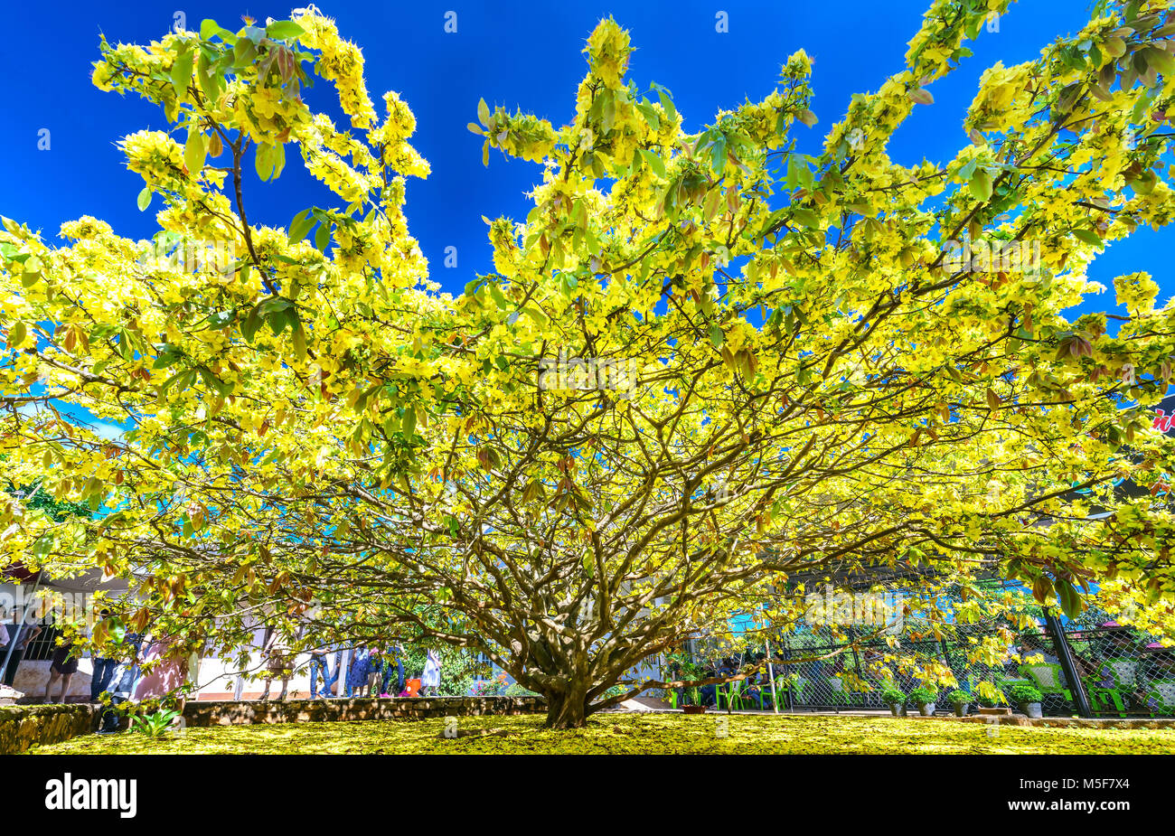 Ochna integerrima flower blooming in garden on outskirts. This is ...