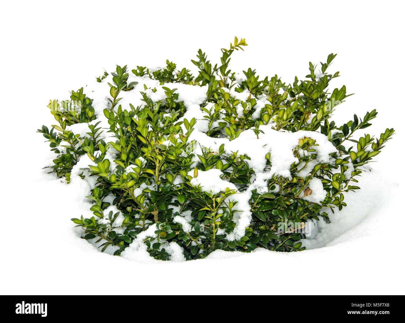 Bush green boxwood under snow. Studio Photo Stock Photo - Alamy