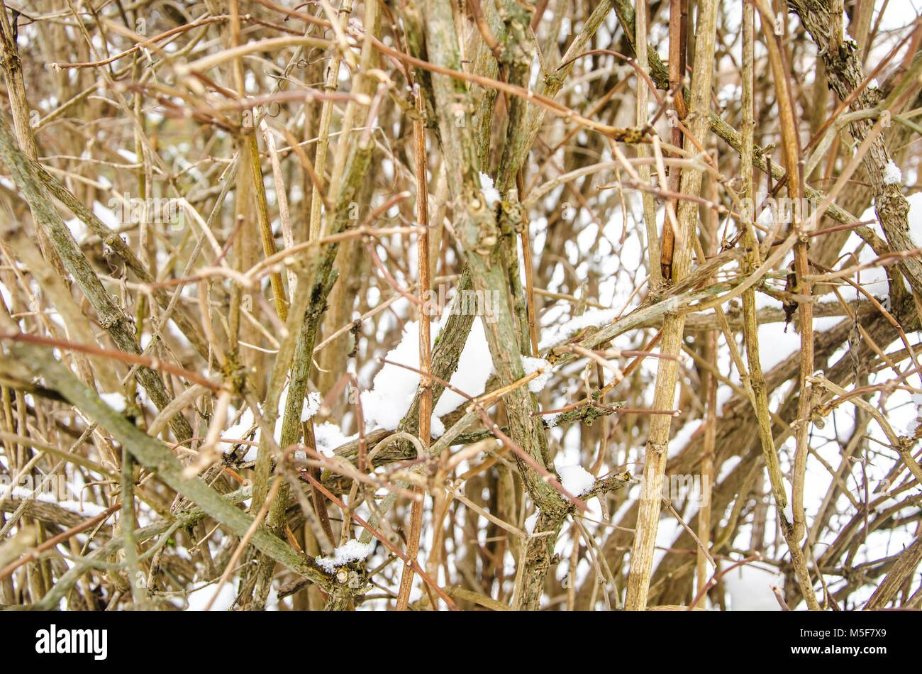 Woods in winter without snow hi-res stock photography and images - Alamy