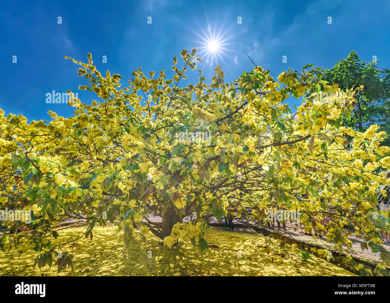 Ochna integerrima flower blooming in garden on outskirts. This is ...